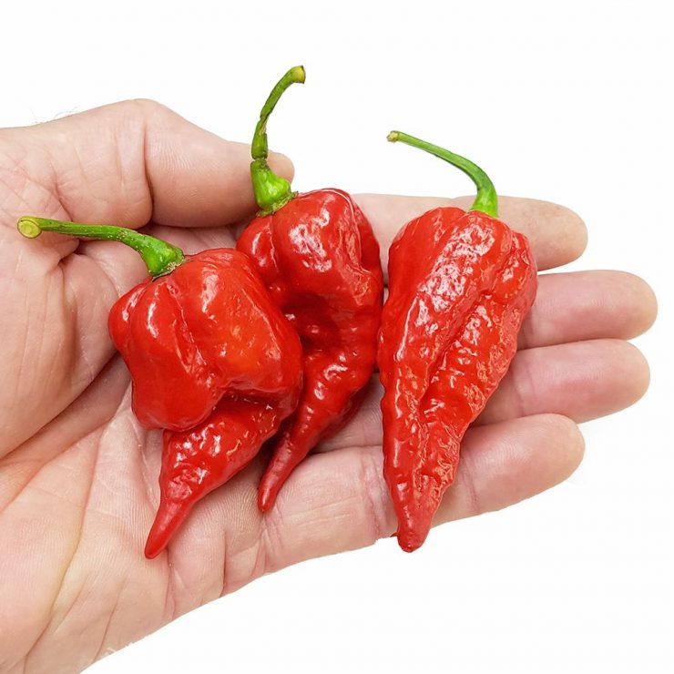 Info Menarik Tentang 5 Jenis Cili Paling Pedas Berapi Masuk Rekod Dunia