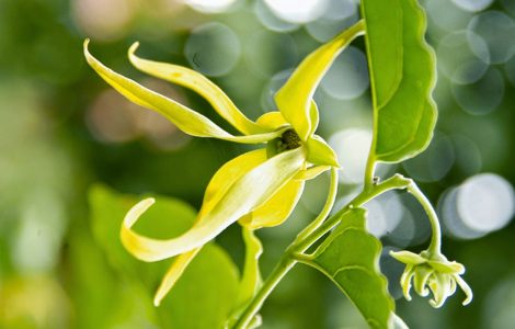 5 Kelebihan Bunga Kenanga Yang Mungkin Anda Tidak Tahu