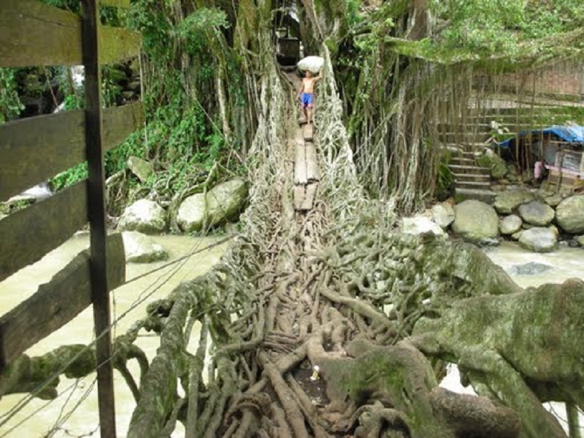 Jambatan Akar Indonesia, Ambil Masa 30 Tahun Untuk Terbentuk Dengan ...