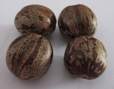 Ramai Tak Tahu Asam Rong Makanan Tradisi Pahang Ini Dibuat Dari Biji Getah