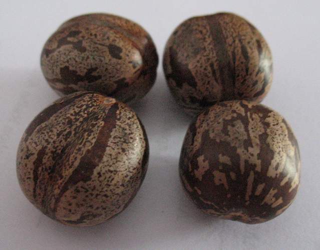 Ramai Tak Tahu Asam Rong Makanan Tradisi Pahang Ini Dibuat Dari Biji Getah