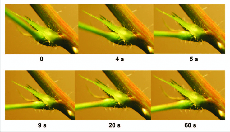 Kenapa Pokok Semalu 'Menguncup' Apabila Disentuh? Ini Jawapannya