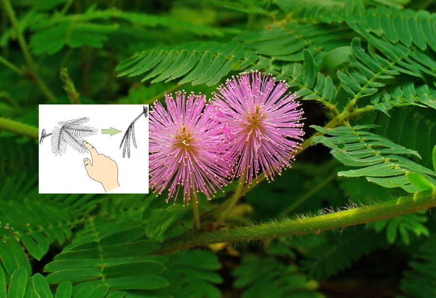 Kenapa Pokok Semalu 'Menguncup' Apabila Disentuh? Ini Jawapannya