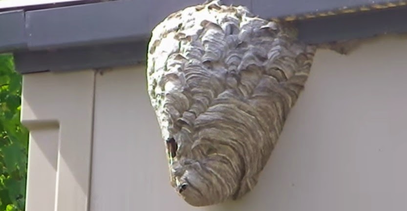 Ramai Keliru Antara Lebah Dan Tebuan, Ini Perbezaan Yang Ramai Tak Tahu