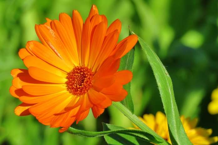 Baru Tahu, Rupanya 8 Bunga Ini Boleh Dimakan Dan Didakwa Mempunyai ...