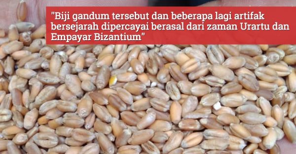 Biji Gandum Berusia 3,000 Tahun Ditemui Di Timur Turki
