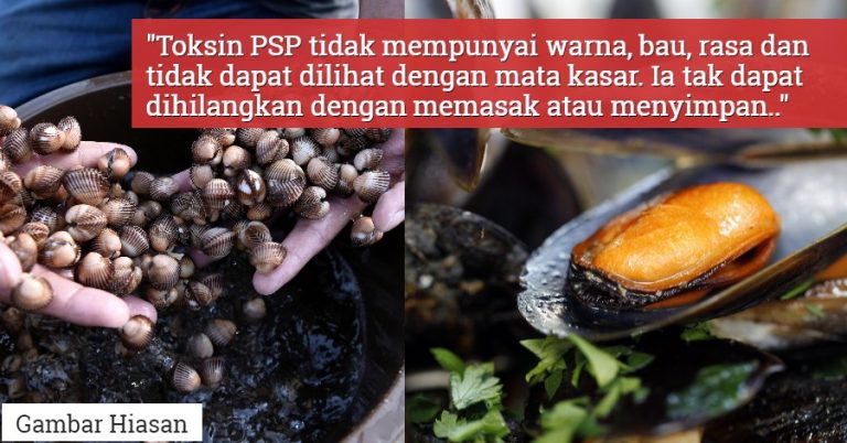 Semua Jenis Kerang-Kerangan Kuala Penyu Tidak Selamat Dimakan Buat ...