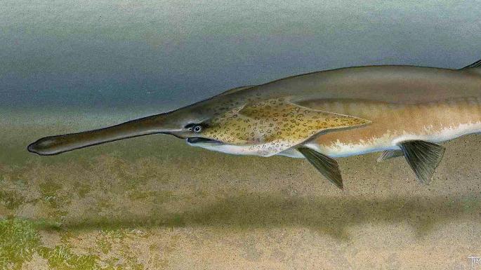 Kali Terakhir Ditemui Pada 2003, Ikan Air Tawar Ini Kini Diisytiharkan ...