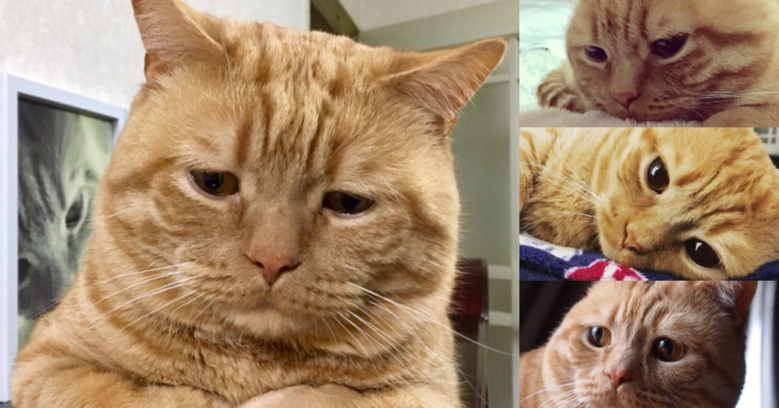 (Video) Comel & Pandai 'Berlakon' Buat Muka Monyok, Kucing Popular ...