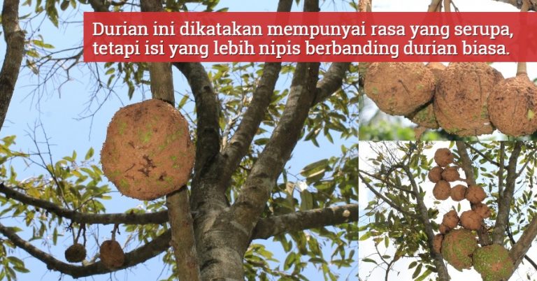 Selepas 12 Tahun Penyelidikan, Indonesia Berjaya Hasilkan Durian Tak Berduri