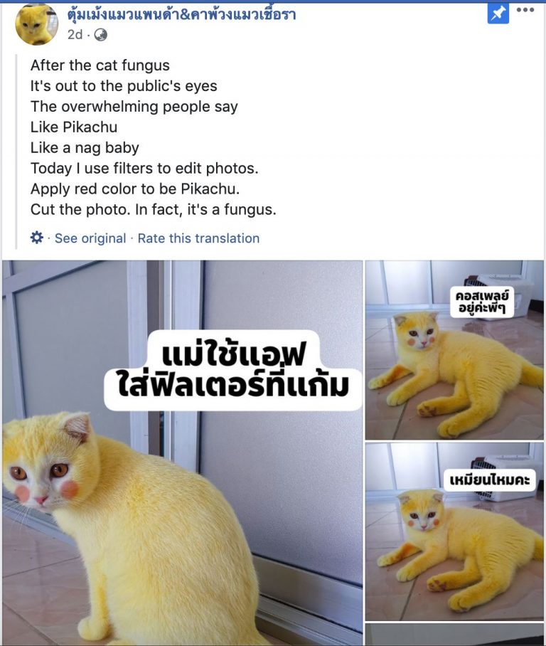 Comel Tompok Merah Di Pipi, Foto Terbaru Kucing Digelar ‘Pikachu’ Tarik ...