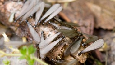 Kemana 'Hilangnya' Kekatu Selepas Tertanggal Sayap, Sama Ke Dengan Anai ...