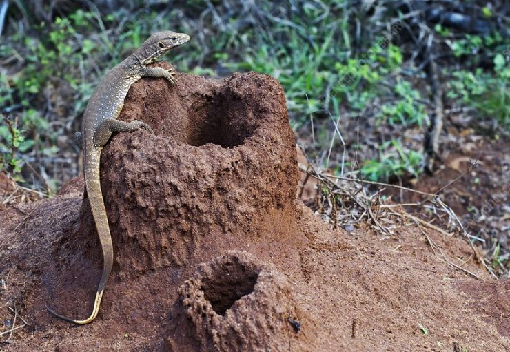 Kemana 'Hilangnya' Kekatu Selepas Tertanggal Sayap, Sama Ke Dengan Anai ...
