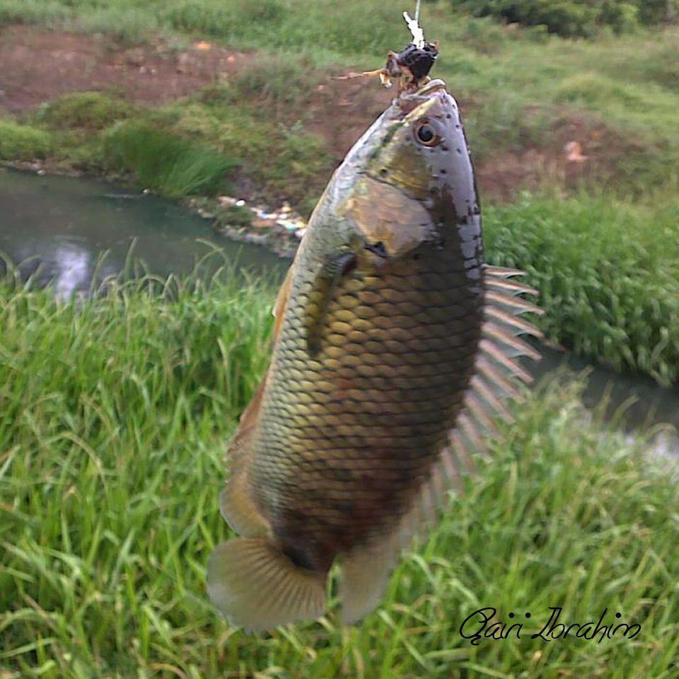 Kemana 'Hilangnya' Kekatu Selepas Tertanggal Sayap, Sama Ke Dengan Anai ...