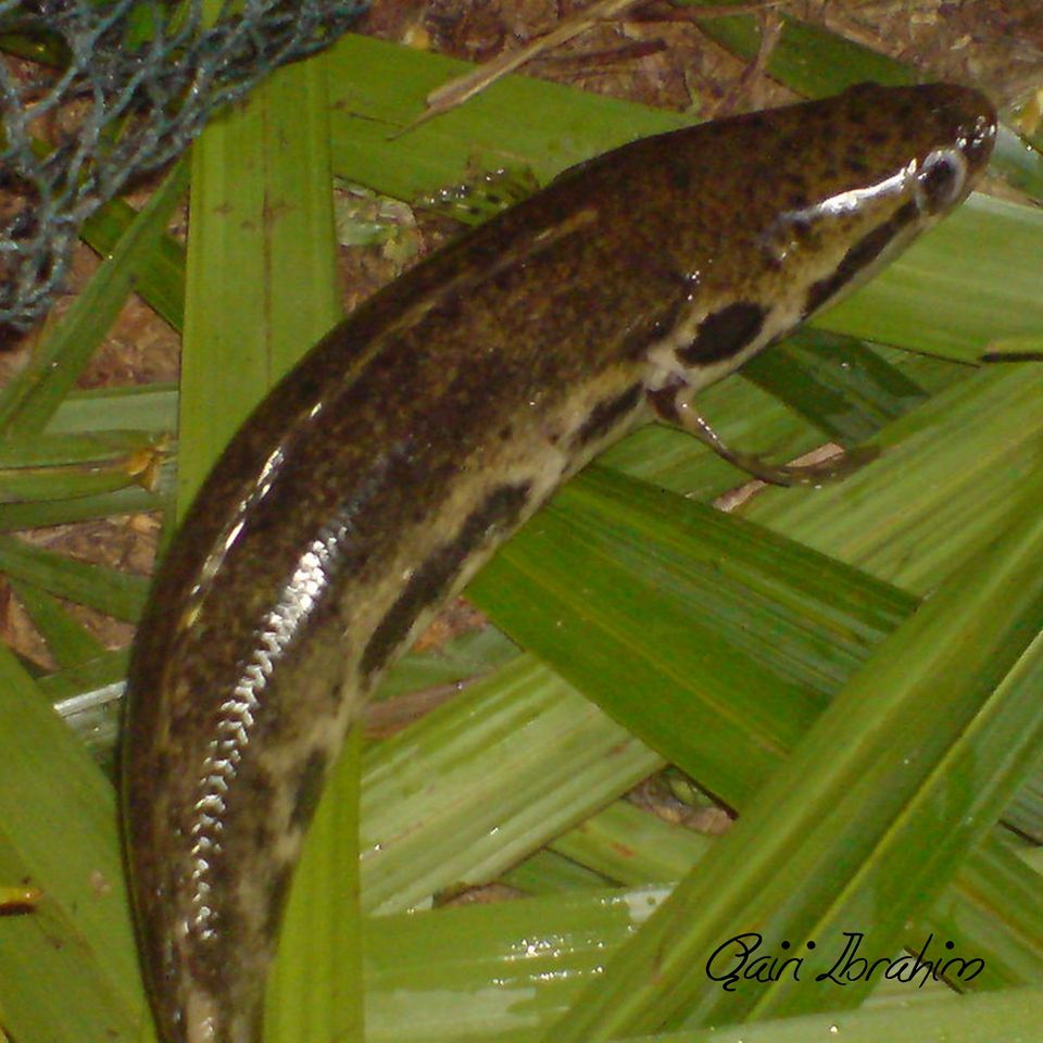 Kemana 'Hilangnya' Kekatu Selepas Tertanggal Sayap, Sama Ke Dengan Anai ...