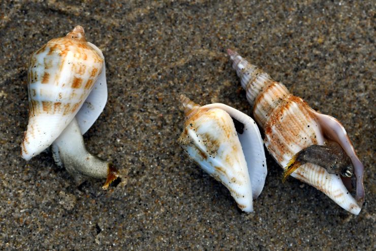 Dah Lebih 50 Tahun Tak Nampak,” Pantai Rusila Diserbu Penduduk Cari ...