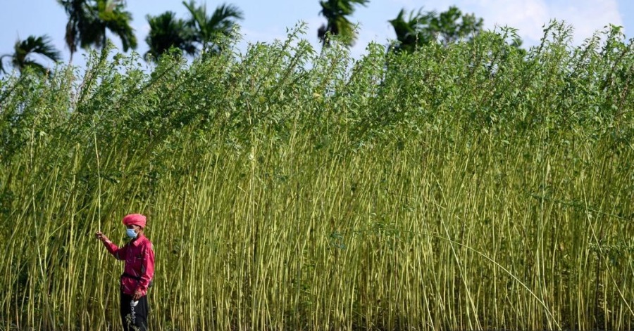 LKTN Sasar Tanam 20 Hektar Kenaf Di Melaka
