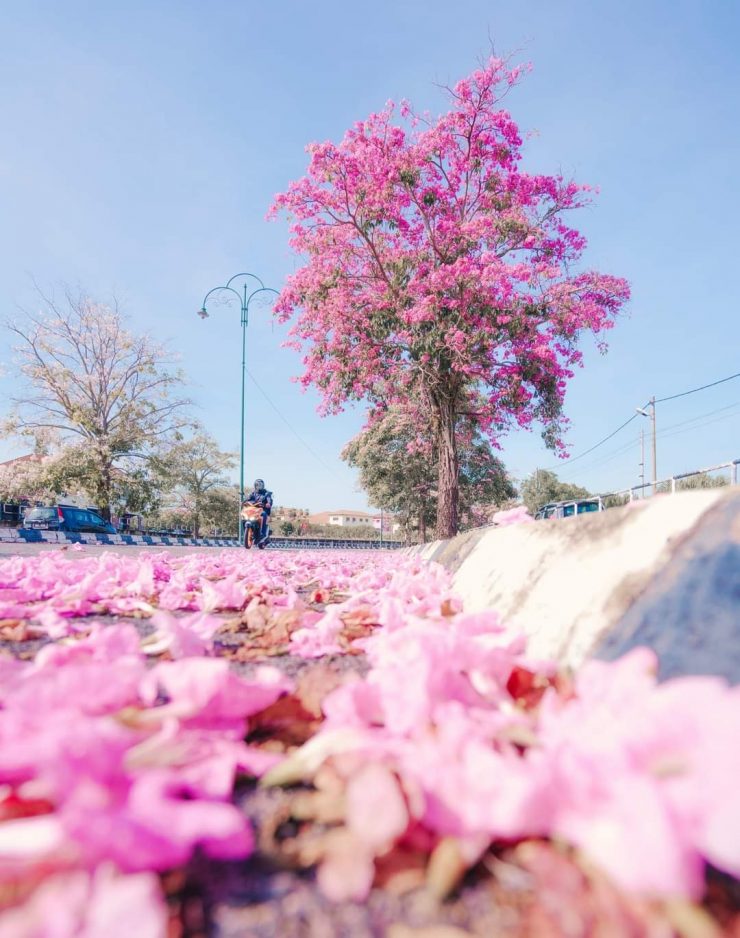 ‘Musim Sakura’ Kembali Raih Perhatian, Bunga Mekar Cantik Hiasi Jalan-Jalan Di Kedah