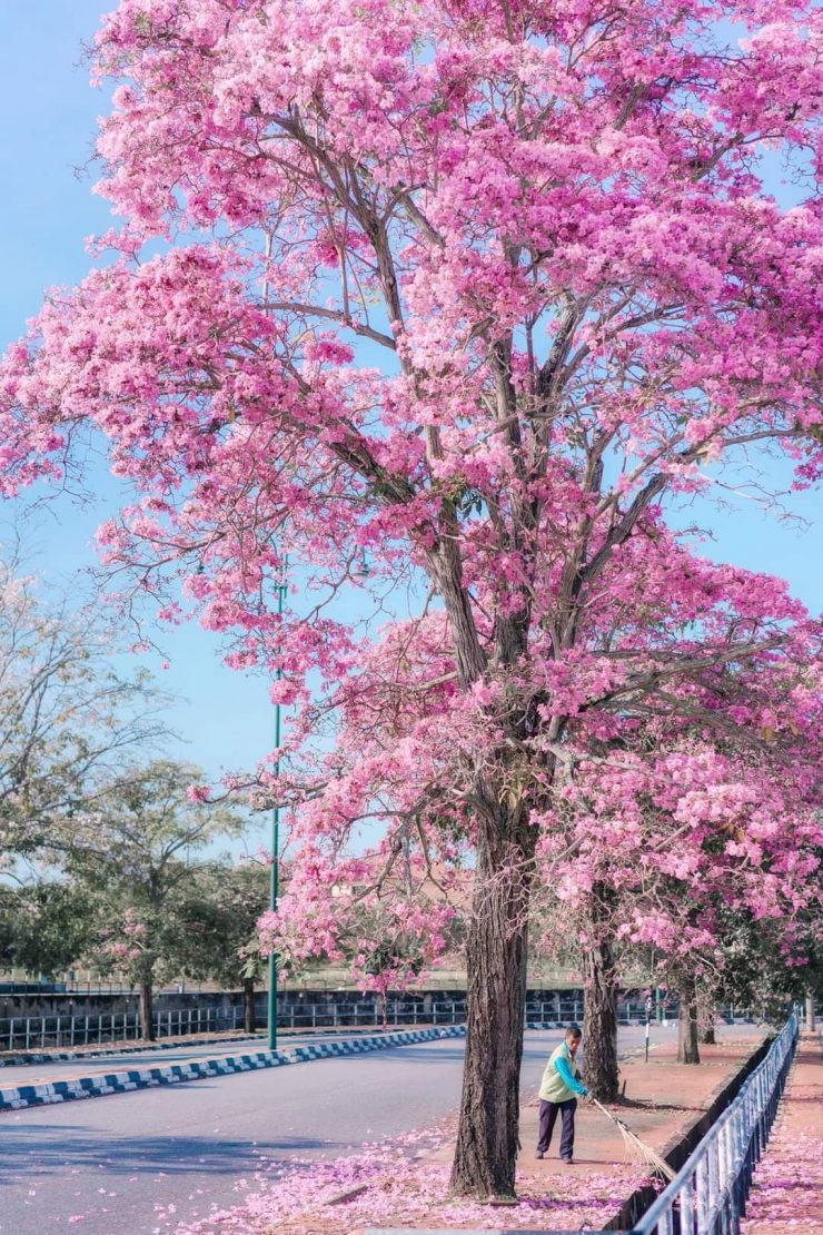 ‘Musim Sakura’ Kembali Raih Perhatian, Bunga Mekar Cantik Hiasi Jalan-Jalan Di Kedah