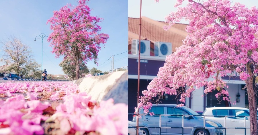 ‘Musim Sakura’ Kembali Raih Perhatian, Bunga Mekar Cantik Hiasi Jalan-Jalan Di Kedah