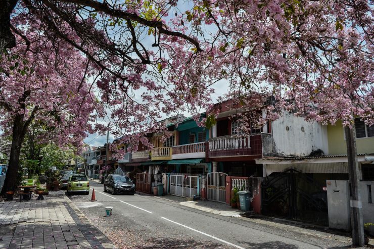 (Gambar) Indahnya Musim 'Sakura' Warnai Kuala Lumpur