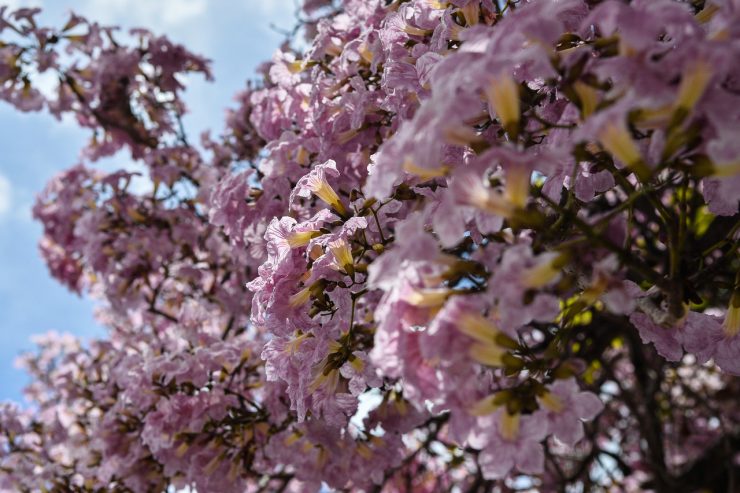 (Gambar) Indahnya Musim 'Sakura' Warnai Kuala Lumpur