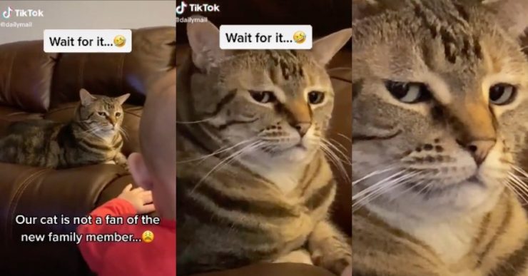 (Video) Macam Tak Kuasa Nak Melayan, Aksi Kucing Buat Muka & 'Jeling ...