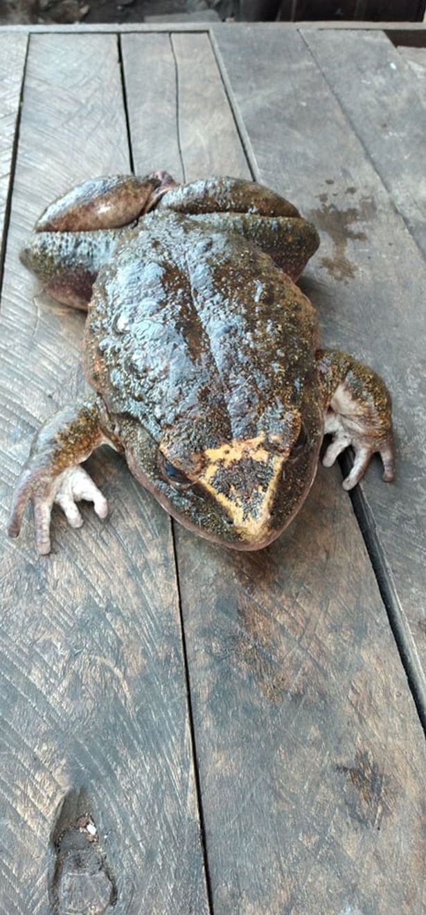Katak ‘Gergasi’ Bersaiz Bayi Manusia Ditemui, Penduduk Kata Rasanya ...