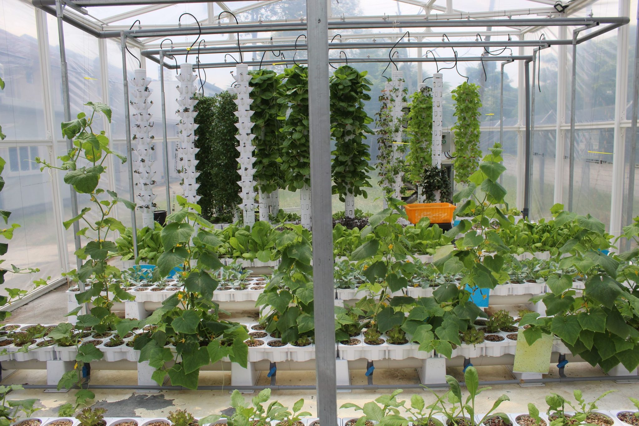 Akuaponik: Kaedah Pertanian Moden Yang Menuai Banyak Faedah Untuk Diri ...