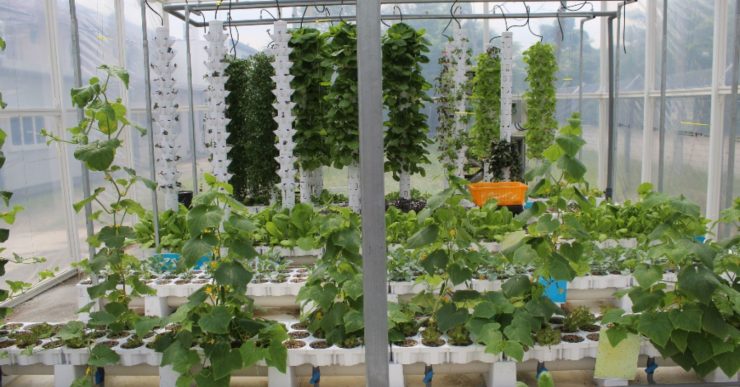 Akuaponik: Kaedah Pertanian Moden Yang Menuai Banyak Faedah Untuk Diri ...