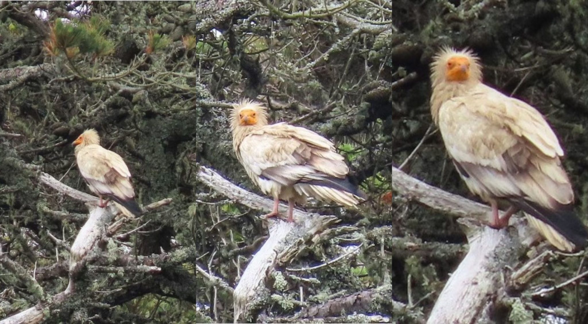 Kali Terakhir Dilihat 150 Tahun Lalu, Burung 'Berwajah Kuning' Dari ...