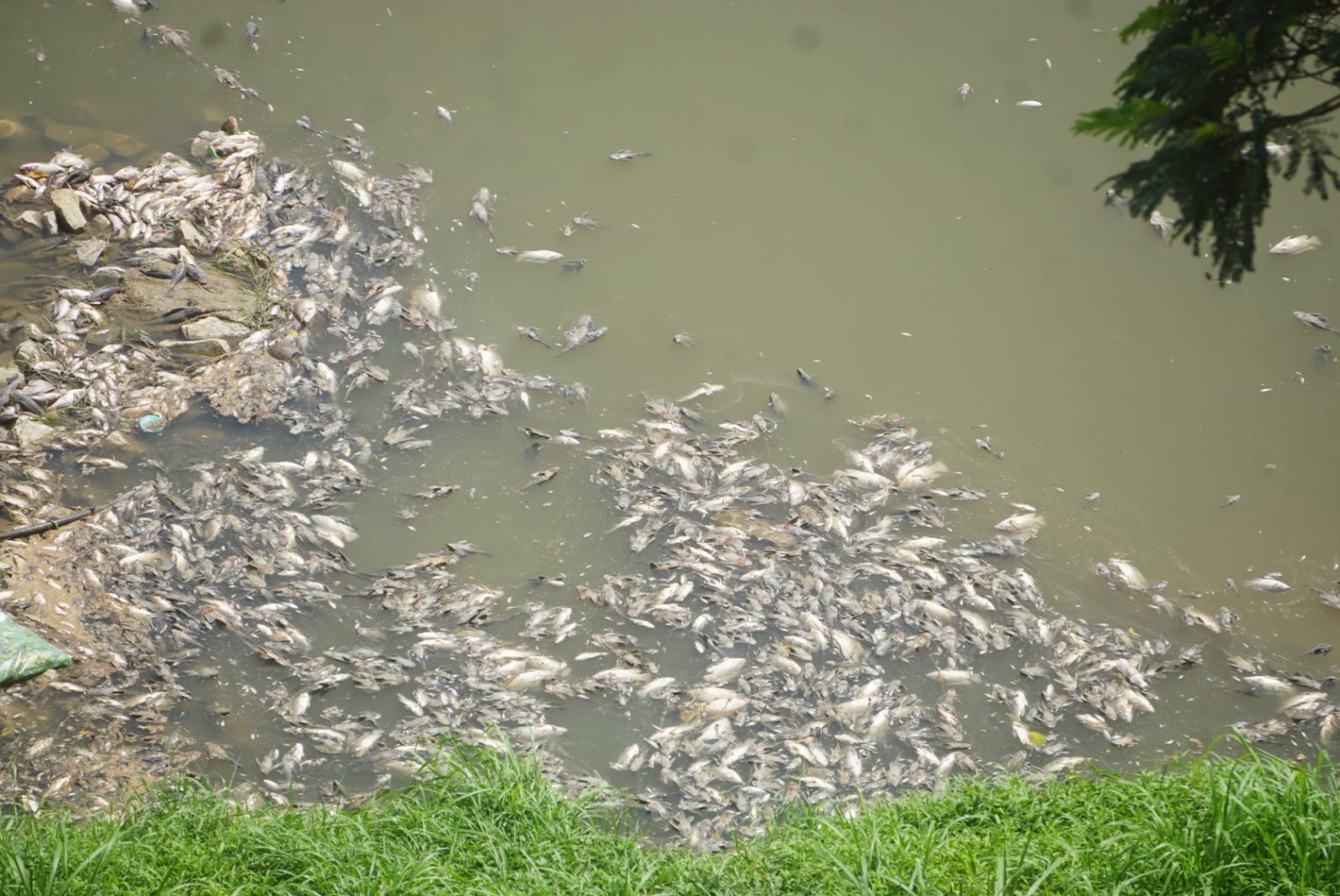 (Video) Tak Tahu Apa Punca, Ratusan Ikan Ditemui Mati Di Sungai ...