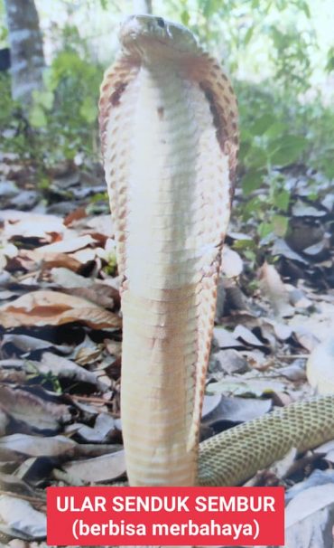 Ini Antara Senarai Jenis Ular Yang Suka Masuk Dalam Rumah, No. 1 & 2 ...