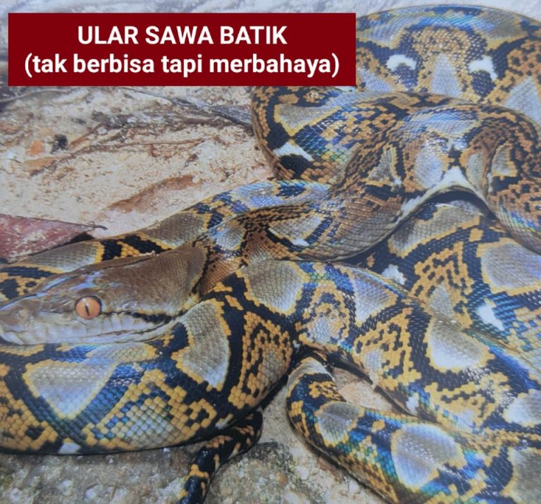 Ini Antara Senarai Jenis Ular Yang Suka Masuk Dalam Rumah, No. 1 & 2 ...