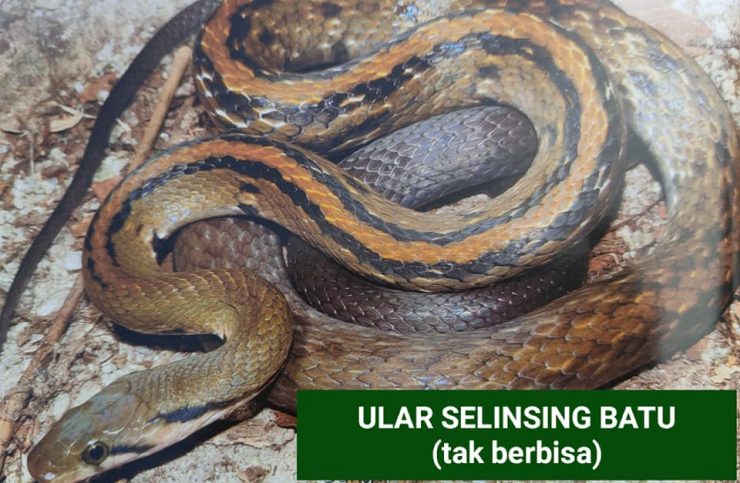 Ini Antara Senarai Jenis Ular Yang Suka Masuk Dalam Rumah, No. 1 & 2 ...