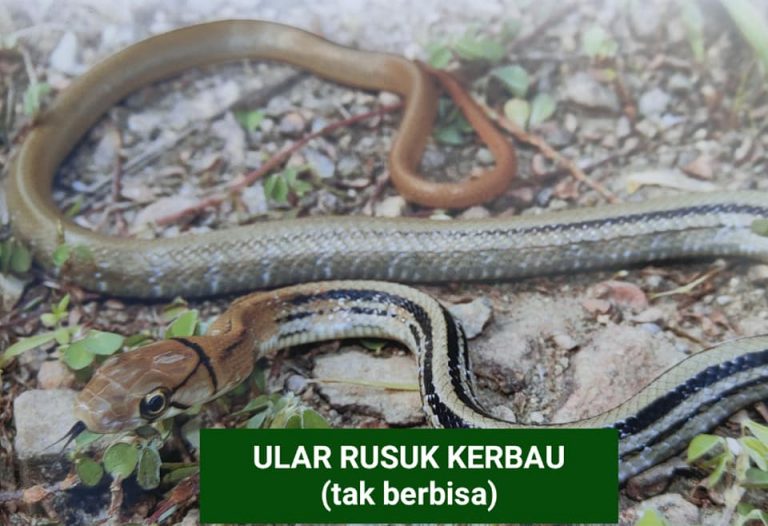 Ini Antara Senarai Jenis Ular Yang Suka Masuk Dalam Rumah, No. 1 & 2 ...