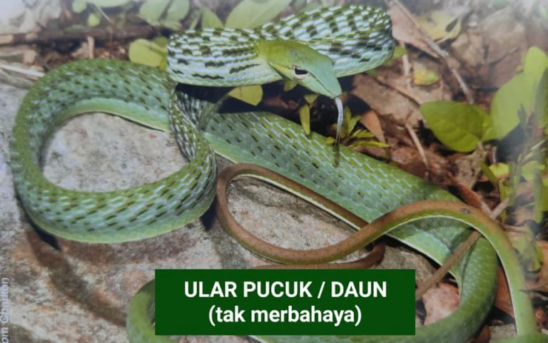 Ini Antara Senarai Jenis Ular Yang Suka Masuk Dalam Rumah, No. 1 & 2 ...