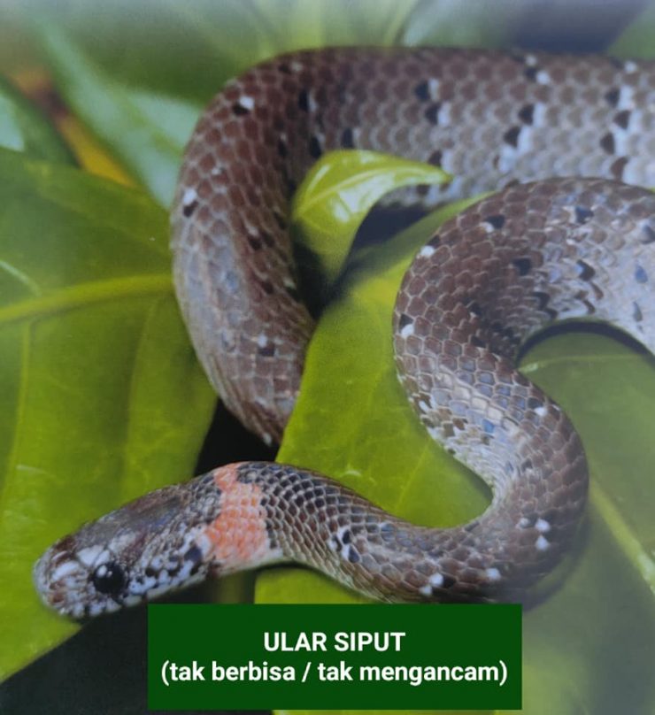 Ini Antara Senarai Jenis Ular Yang Suka Masuk Dalam Rumah, No. 1 & 2 ...