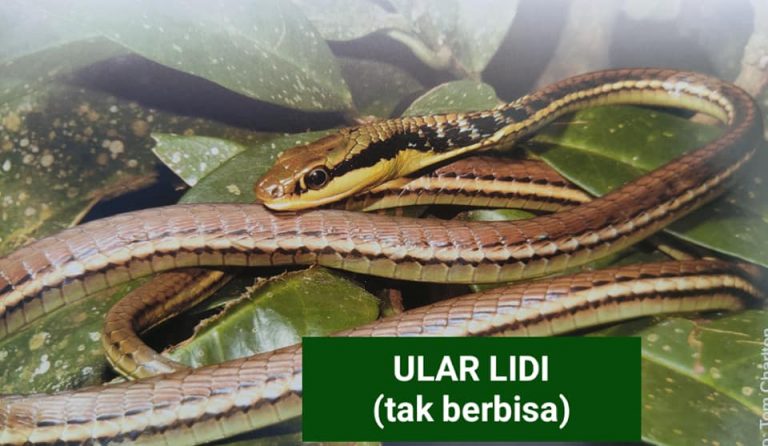 Ini Antara Senarai Jenis Ular Yang Suka Masuk Dalam Rumah, No. 1 & 2 ...