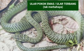 Ini Antara Senarai Jenis Ular Yang Suka Masuk Dalam Rumah, No. 1 & 2 ...