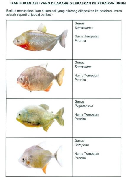 (Gambar) Jangan Lepaskan 29 Jenis Ikan Ni Dalam Perairan Umum, Berisiko ...