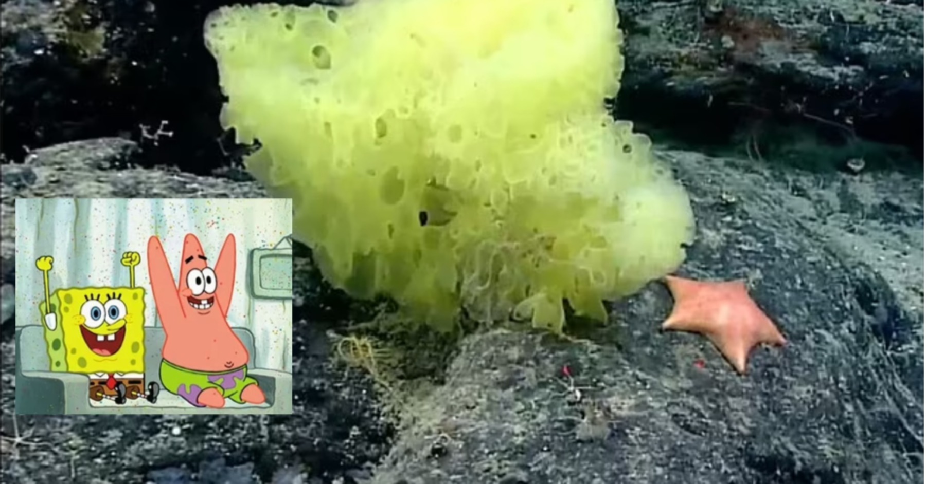 “SpongeBob & Patrick Di Dunia Sebenar,” Saintis Temui ‘Span Kuning’ Dan ...