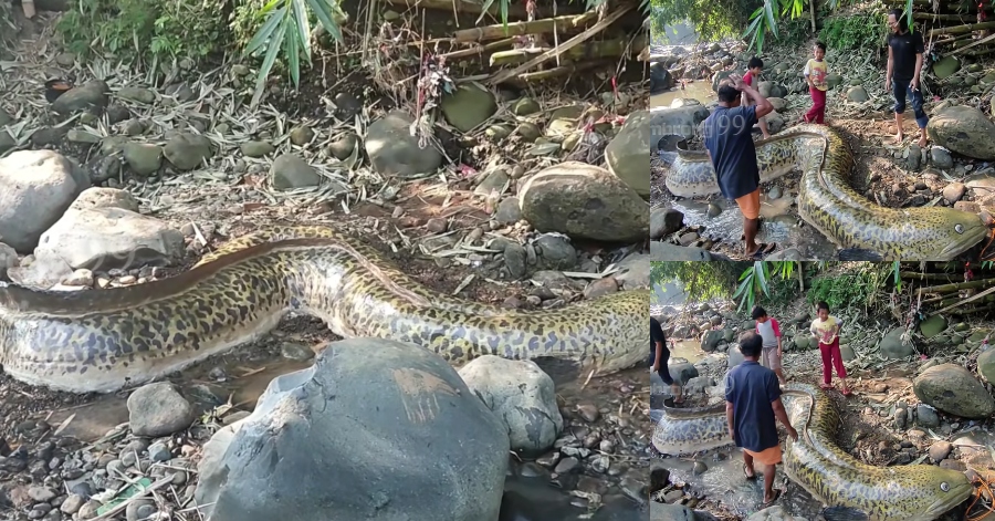 (Video) Tular Belut ‘Raksasa’ Didakwa Seberat 1 Tan Ditemui Tepi Sungai ...