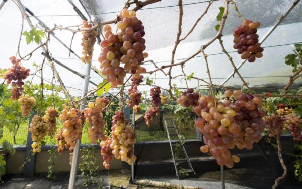 Bekas Pereka Grafik Tanam Anggur, Hasil Hampir Satu Tan Sebulan