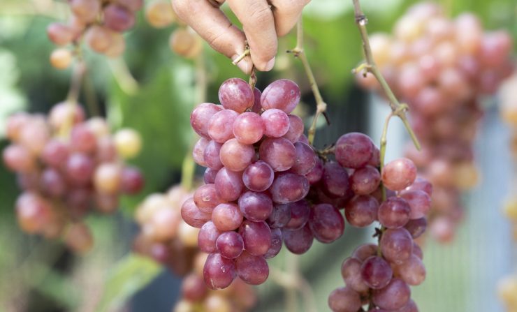 Bekas Pereka Grafik Tanam Anggur, Hasil Hampir Satu Tan Sebulan