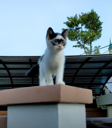 (Video)”The Cat Of Zorro,” Aksi Kucing ‘Bertopeng’ Buat Ramai Tertarik