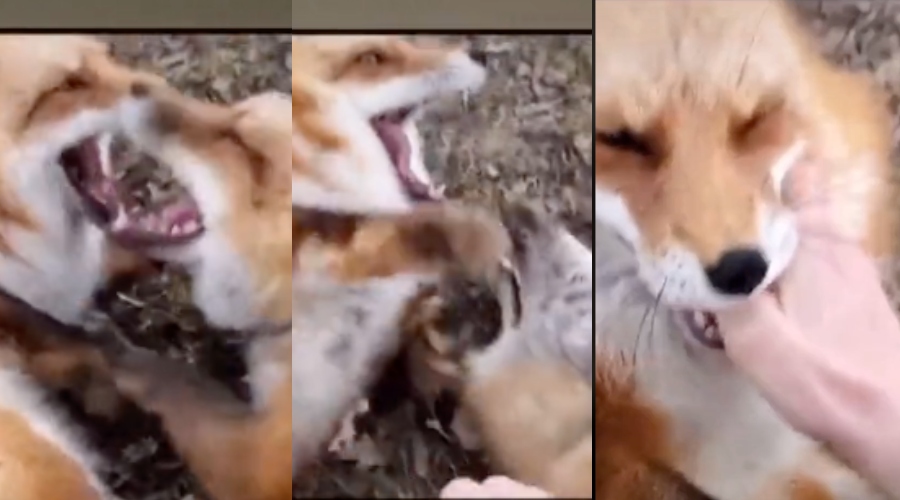 (Video) "Happy Je Musang Ni," Bunyi Sebenar Musang Merah Seperti Orang ...