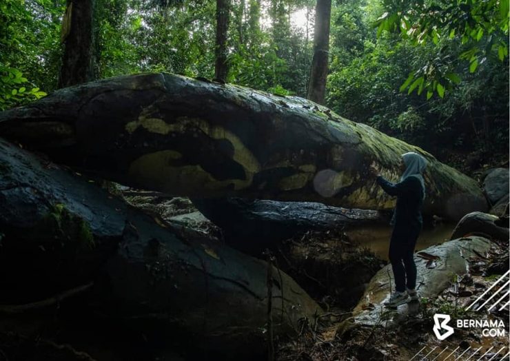 (Foto) Seakan Ular Gergasi Bertukar Jadi Batu, Cerita Tentang 'Batu ...