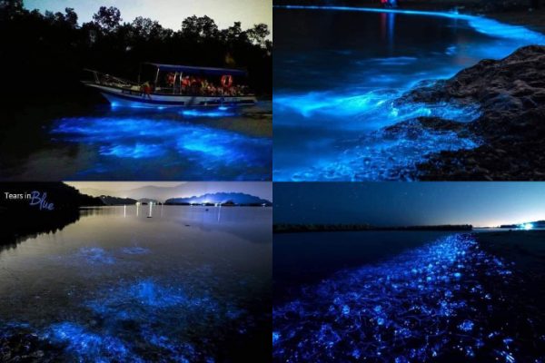 Fenomena 'Fitoplankton' Hasilkan 'Blue Tears' Pada Air Laut, Jadi ...