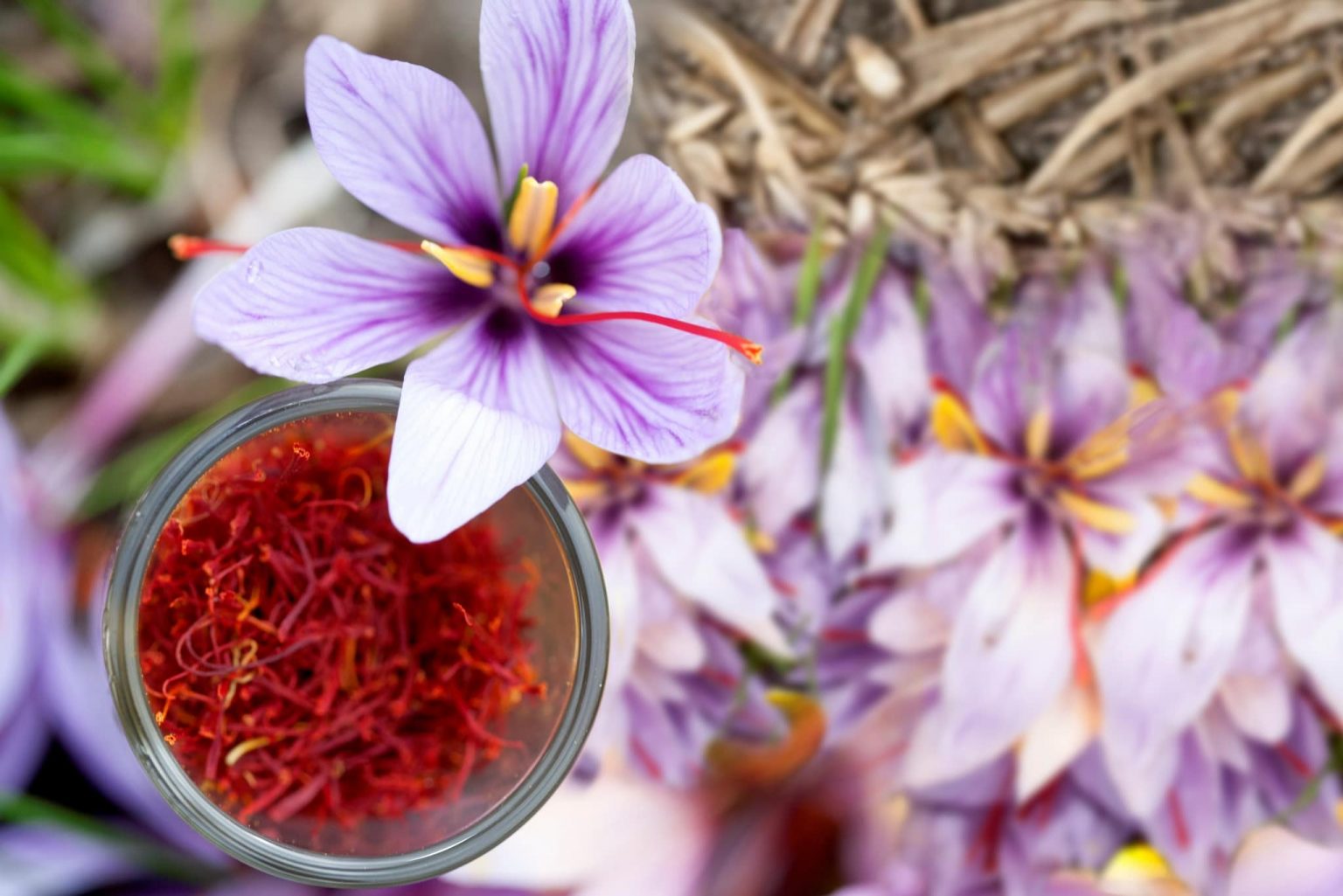 Fakta Bunga Saffron, Dipercayai Sumber Rempah Termahal Di Dunia